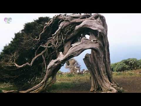 ISA, LA MUSICA DE CANARIAS