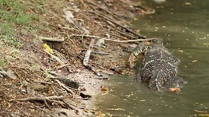 Monitor lizard swimming in water of pond in Lumpini Park. Bangkok, Thailand.