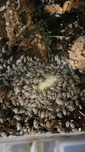 Springtail and Isopod Food | Net Wt. 6oz and 3oz - Etsy
