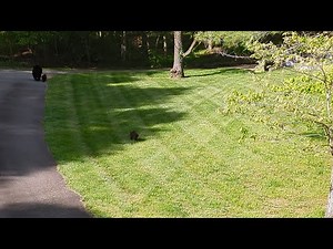 Bear Simone's Cubs Busy Sunday — Part 3 of 3