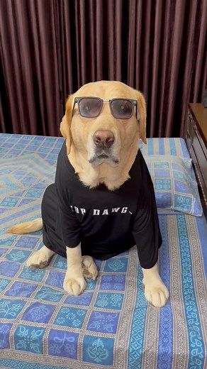 3.2K views · 298 reactions | Got this amazing Oversized T-shirt from www.doggystyless.com , Use mycode GAPUDI10 for 10% off. ❣️ #sourshy #doglover #DogsOfInstagram #dog #doglife #dogsofinsta #doggo | SourShy | Facebook