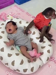 4.1M views · 10K reactions | The smartest monkey there is!  | Simple Life | Facebook