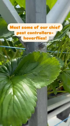 11 reactions | #biologicalpestcontrol | Berries On Tap | Facebook