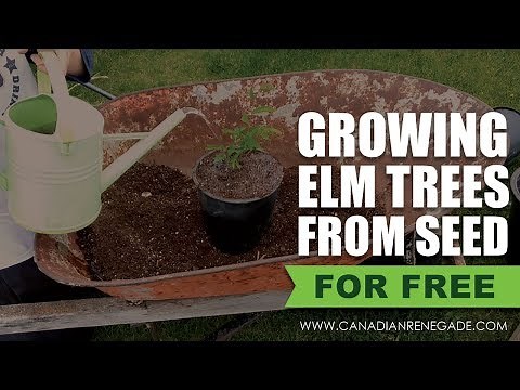 How I started Elm Trees from seed for Free!