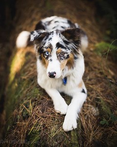 This little Nebraskan is a two-time champion of the Westminster Kennel Club Masters Agility Championships - among numerous other trophies she's won in recent years. Her name is Pixel and her human is accomplished handler and trainer Ami Sheffield. Whenever these two are together they are simply girls who just want to have fun! #dogsofinstagram #dogagility #dogs #Nebraska #agilitydog | Nebraska Stories