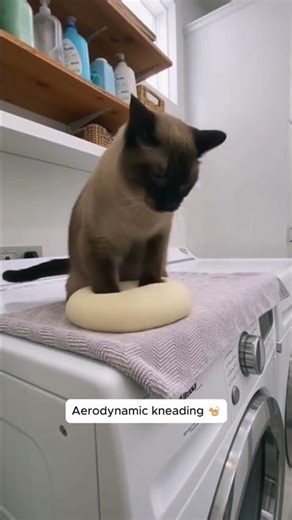 Cat Kneads Dough on Vibrating Washing Machine 🍕🧺