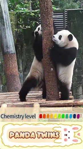 Panda twins #Pandas#Twins#Synchrony#Coordination#Bloodline#Innate#Resonance#Actions#Eyes#Nature#