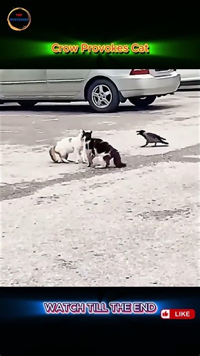 This Crow’s Strange Behavior Caused a Cat Fight… Until a Dog Intervened