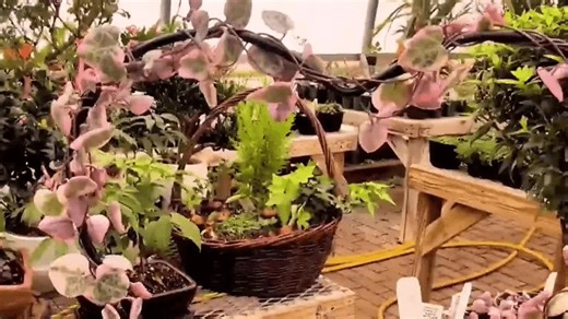 Valentine's Day is coming up: How to care for a 'string of hearts' with Carol Watson