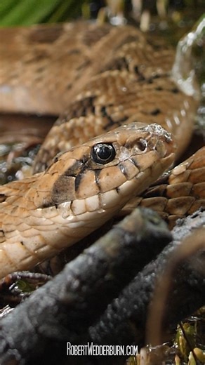 10K views · 122 reactions | 5 Simple Facts About the Common Night Adder That Will Surprise You! #snake #viper #animals | Robert Wedderburn Productions | Facebook