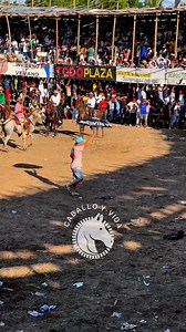 595K views · 16K reactions | El monito de la Sombrilla ☂️ | Caballo y Vida | Facebook