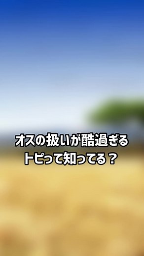 オスの扱いが酷すぎるトピ ぴえん過ぎる生き物紹介 #ぴえん過ぎる生き物紹介