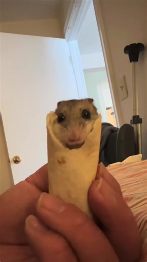 Adorable Hamster Tricks