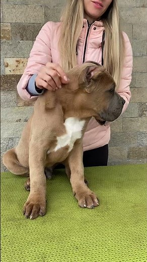 Amazing cane corso puppy, formentino color!