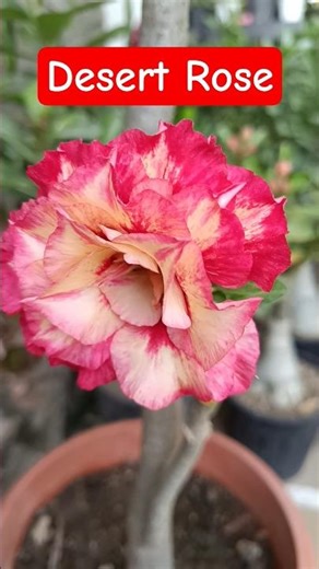 How to Grow Adenium Plants🌱 | Best Way | Desert Rose #adeniumflowers🌼 #adenium