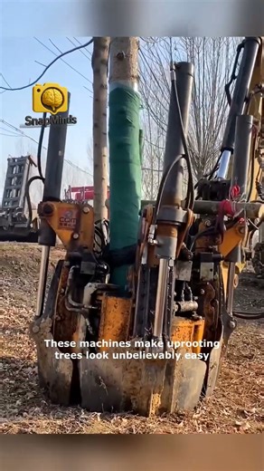 Massive Tree Uprooted in Seconds!