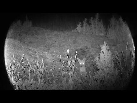 The Shooting Show – night-time fox control with Stuart Wilson