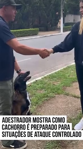 Eric Gusmão on Instagram: "Você já viu um cão que entende a diferença entre um aperto de mãos amigável e uma tentativa de assalto? 🐾 No vídeo de hoje, mostramos os bastidores do adestramento de elite com a BRIX, uma Pastor Belga Malinois preparada para situações de ataque controlado e proteção pessoal. O que você vai aprender: • Como funciona a memória olfativa no adestramento. • A importância do comando de “solta” e controle emocional do animal. • Por que o cão não ataca em situações de