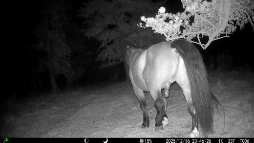 892K views · 9.2K reactions | Rebel has good days and bad days with that old injury on his left hind leg. The joint is all calcified and cannot bend. We captured a rare moment where he is laying down and giving that leg a rest. He is still a lone bachelor but we do see him interacting with other bachelors periodically. | Help Alberta Wildies Society | Facebook