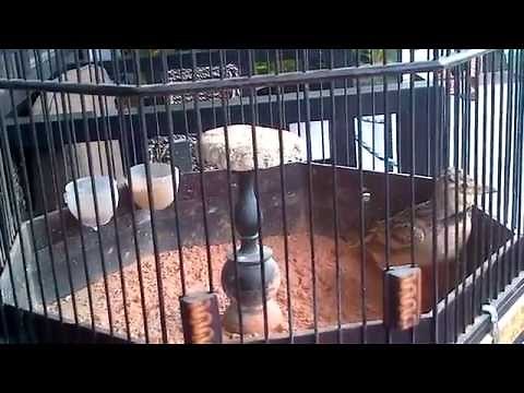 La Calandria. Pedro Infante