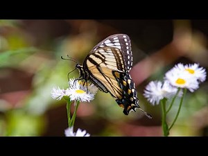 Beginner’s Guide to Identifying Butterflies