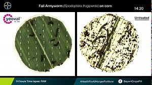 Sa ilang oras lang, pwedeng maglaho ng ganon na lang ang inyong pinaghirapan… Umaksyon agad gamit ang YEOVAL – ang bagong insecticide na may active ingredient laban sa FAW. Sa Yeoval – Fall Armyworm (FAW) ay labanan, mais ay protektahan! Paano gamitin ang Yeoval: 1. Maghalo lamang nang 8ml kada karga ng sprayer o 2 bote ng Yeoval kada ektaryang maisan. 2. Magspray ng 2 beses. Unang spray ay sa loob ng 7 araw pagkatanim. Sundan ito ng spray pagkalipas ng 7 araw para sa malinis na maisan. PAALALA: