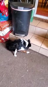 2.8K views · 135 reactions | New dog in. 1 yr old darling male named Stone. The owner told us that Stone fell down a stairway as a puppy, and became paralyzed in his rear. He will walk if we stand him up, but he cannot get back up if he falls. Very odd, and worthy of a trip to University of Illinois Neuro Dept to see what is going on. Please click here to help us.... https://www.paypal.com/donate?hosted_button_id=T9CSL2EMDH4JY | Central Illinois Sheltie Rescue | Facebook