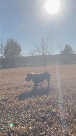 Hunting field bred English cocker spaniel cash is an incredible retriever #englishcockerspaniel