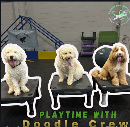 Benny, Boone, and Finn are crushing their stay and train program with Rocket Dog Academy. They put in focused, structured training first, then earn supervised playtime and intentional socialization in a controlled environment. This is how confidence, neutrality, and good manners are built. And yes, they are very cute doing it. Looking for training? Sign up now. LINK: https://www.rocketdogacademy.com/ #RocketDogAcademy #StayAndTrain #DogTraining #PlaytimeWithPurpose #DogSocialization #StructuredT