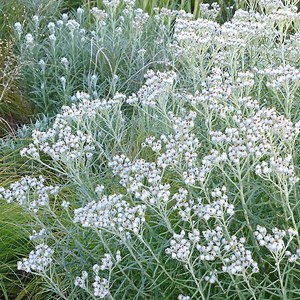 New Snow Pearly Everlasting, Anaphalis | High Country Gardens