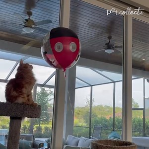 This kitty is practicing for the its next MMA class! | The Pet Collective