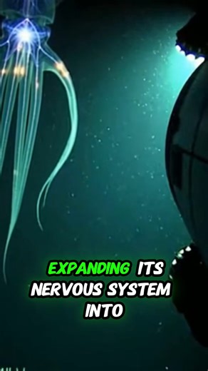 They call it the Abyssal Puppeteer. A classification error. Puppets require a master to pull the strings. This entity... is the master. Deep in the Emden Deep, where pressure turns biology into geometry, the Magnapinna defies the kinetic laws of its phylum. It does not chase. It does not jet. It enters a state of living suspension. Look at the brachial crown. Those are not arms. They are cantilevers. Eight meters of vermiform sensors, draped in the silent void. The physics here are a nightmare o