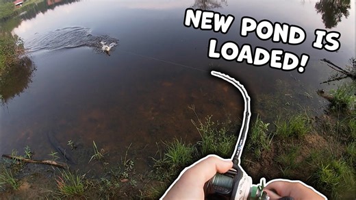 Summer Bass Fishing in Ponds Using Soft Plastics From Googan Baits