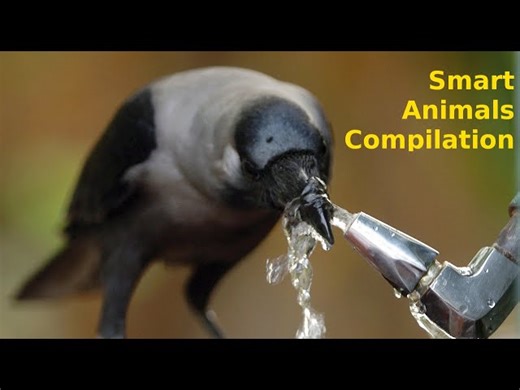 Smart Animals Compilation - See What They Can Do