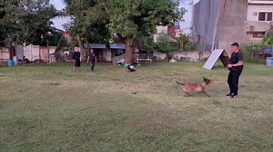 12K views · 448 reactions | IGP 1 Obedience This is a training...