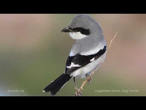Loggerhead Shrike Call
