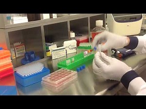 Altogen Biosystems In Vitro CHO K1 Transfection Tutorial