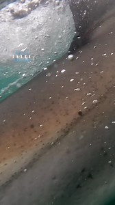 Powerful Set Of Great White Shark Jaws - https://www.amazon.com/dp/B0FKCWXBRT?maas=maas_adg_27FCC7CB69E78DB2AACED1CF90C4A466_afap_abs&ref_=aa_maas&tag=maas | White Shark Ocean