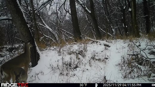Ridgetec on Instagram: "Besides trying to staying warm, does your hunting strategy change in the snow? #ridgetec #deerhunting #firstsnow"
