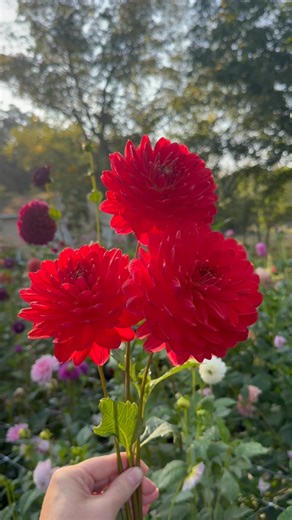 15K views · 1.3K reactions | 104 days until spring. Until then, here is a gorgeous red for the Christmas season! RED VELVET | Summer Meadow Dahlia Farm | Facebook