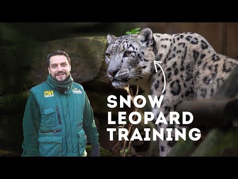 Why Do We Train our Snow Leopards? | Behind The Zoo Episode 3