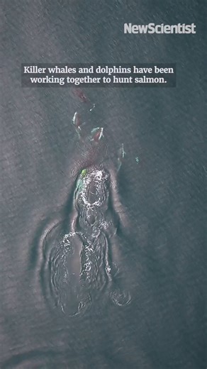 Killer whales and dolphins hunt salmon together Killer whales and dolphins have been working together to hunt salmon in the northern Pacific Ocean. The dolphins seem to help killer whales "scout" and catch Chinook salmon then eat the leftovers. An unexpected finding that further reveals the complex social lives of marine mammals. https://www.newscientist.com/article/2508338-killer-whales-and-dolphins-are-being-friends-to-hunt-salmon-together/ #whales #dolphins #marinelife | New Scientist