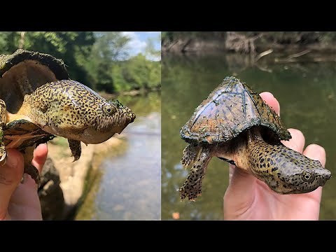 Herping creeks to find Razor-Backed Musk Turtles