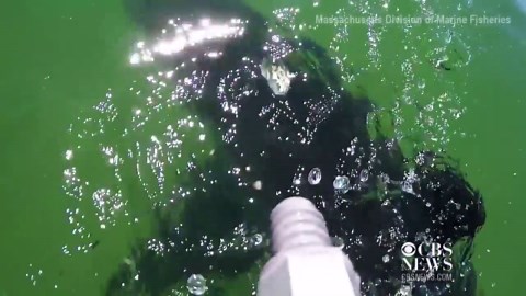 Camera captures close encounter with great white shark off Cape Cod