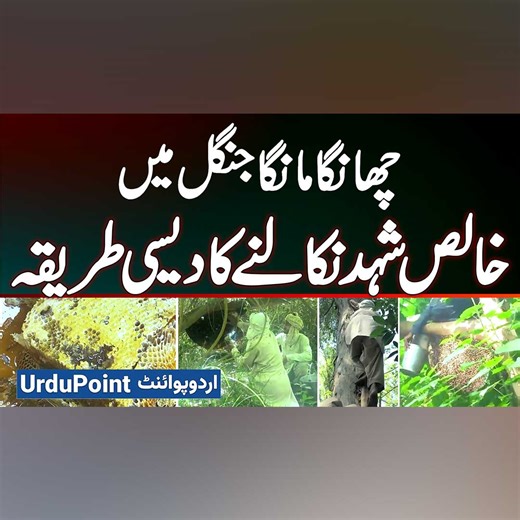How to Extract Honey? Traditional Tree Climbing Method of Extracting Honey in Changa Manga Forest #PureHoney #HoneyHarvesting #HoneyExtraction #NaturalHoney #ChangamangaForest | UrduPoint Videos