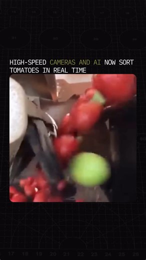 Artificial Intelligence | AI Tips | News | These optical sorting machines scan each tomato with high-speed industrial cameras and AI algorithms. They detect differences in color,... | Instagram