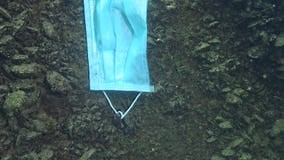 Crab Entangled in a Medical Mask. Used Mask Thrown into the Sea, Pollution of the Sea with Synthetic Material and Plastic, Stock Video - Video of polluted, ecological: 187167137