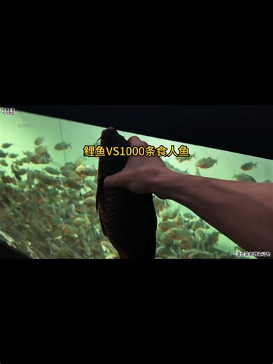 Unleashing the Killer Piranhas: A Deep Dive