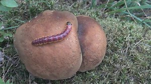 Caterpillar crawling on mushroom in forest. Common goat moth (Coccus coccus) - pest; wood-destroying insect. Super slow motion 1000 fps