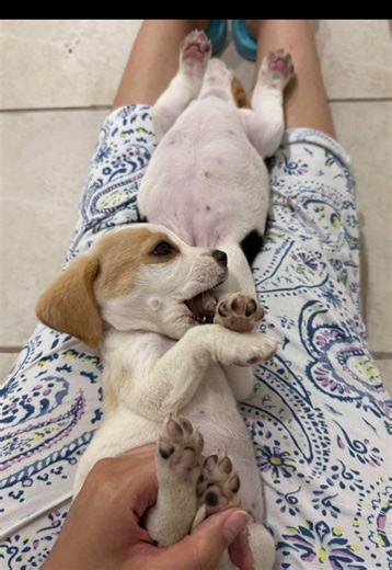 Buenos días ☀️ #beaglepuppy #beaglesoftiktok #newpuppy #foryoupage❤️❤️